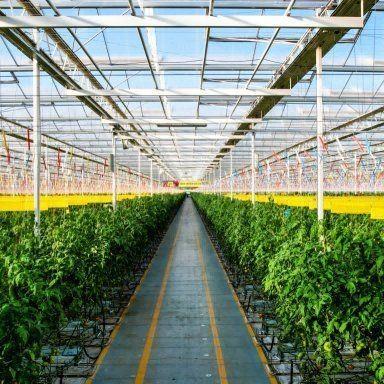 Cina Serra di vetro temperato a doppio strato hollo per sistema di coltivazione idroponica in vendita