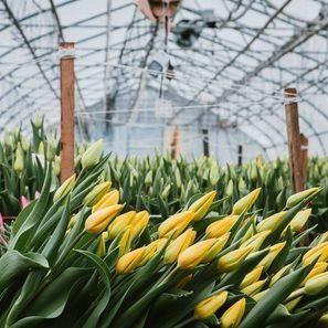 Cina Serra a un'unica arcata per la coltivazione dei fiori in vendita