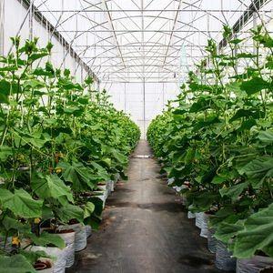 Cina Serra a un'unica arcata per la coltivazione dei fiori in vendita