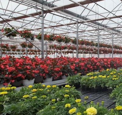 Cina Sistema idroponico a doppia pellicola personalizzabile per la produzione di pepe in vendita