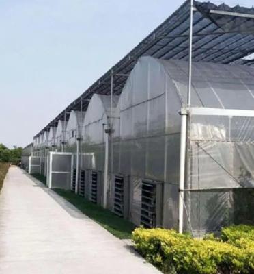 Cina Sistema idroponico a doppia pellicola personalizzabile per la produzione di pepe in vendita