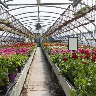 Cina Sistema idroponico a doppia pellicola personalizzabile per la produzione di pepe in vendita