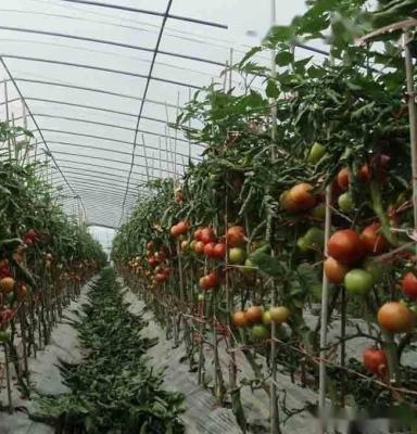Cina Serra a pellicola di copertura ad arco di riscaldamento temporanea per la coltivazione di pomodori e cetrioli in vendita