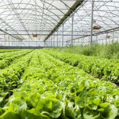 Cina Serra a pellicola di copertura ad arco di riscaldamento temporanea per la coltivazione di pomodori e cetrioli in vendita