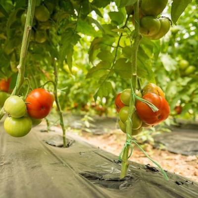 Cina Serra a pellicola di copertura ad arco di riscaldamento temporanea per la coltivazione di pomodori e cetrioli in vendita