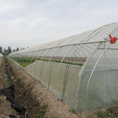 Cina 1209.00cm * 235.00cm * 239.00cm Vetro per la coltivazione di pomodori e cetrioli in vendita