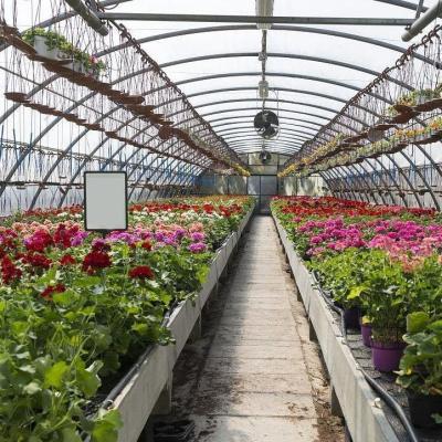 Cina Serra a doppio arco per la coltivazione di pomodori Pagamento iniziale e coltura senza suolo in vendita