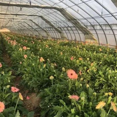 Cina Serra a doppio arco per la coltivazione di pomodori Pagamento iniziale e coltura senza suolo in vendita