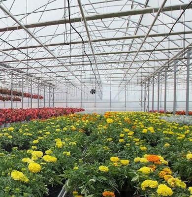 Cina Serra a doppio arco per la coltivazione di pomodori Pagamento iniziale e coltura senza suolo in vendita