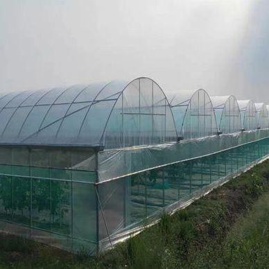 Cina Serra a doppio arco per la coltivazione di pomodori Pagamento iniziale e coltura senza suolo in vendita
