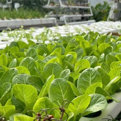 Cina Serra in vetro temperato con sistema di coltivazione idroponica in vendita