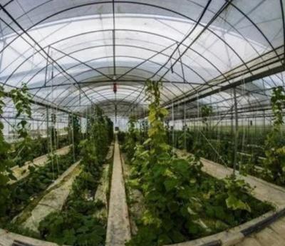 Cina 2000.000kg di pacchetto Peso lordo Sistema idroponico a panella singola per serre a doppio arco in vendita