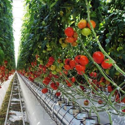 Cina 2000.000kg di pacchetto Peso lordo Sistema idroponico a panella singola per serre a doppio arco in vendita