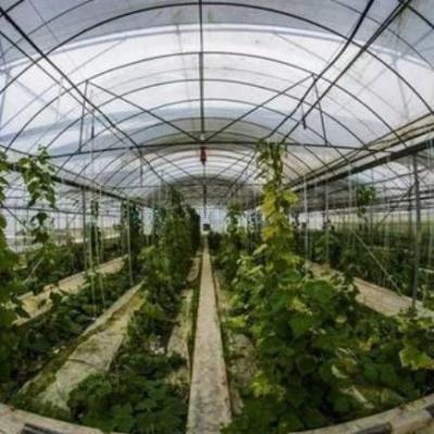 Cina Sistema idroponico a pellicola di riscaldamento temporanea per la coltivazione di ortaggi e fiori in serra in vendita
