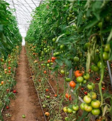Cina Serra a pellicola a doppio arco per la coltivazione di cetrioli in vendita