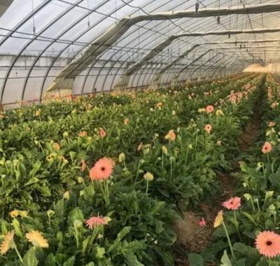 Cina Serra a pellicola a doppio arco per la coltivazione di cetrioli in vendita