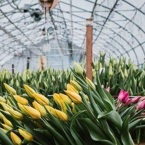 Cina Sistema idroponico anti gocciolante adatti all'inverno di pollame e bestiame in vendita