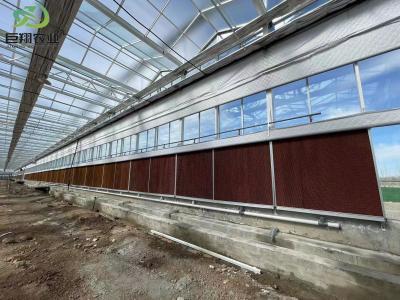 Cina Serra di semina idroponica a tenda umida con opzioni di personalizzazione e dimensioni del pacchetto in vendita