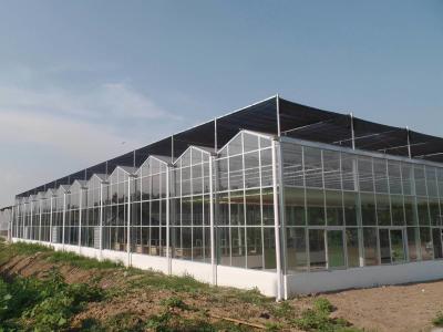 Cina Impianto di semina idroponica all'ombra all'interno con capacità e coltivazione su larga scala in vendita
