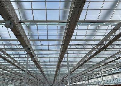 Cina Impianto di semina idroponica all'ombra all'interno con capacità e coltivazione su larga scala in vendita