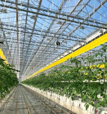 Cina Struttura in acciaio Serra per la produzione di pepe con metodo di coltivazione idroponica in vendita