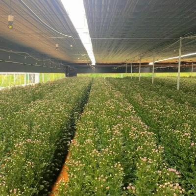 Cina Struttura in acciaio Serra per la produzione di pepe con metodo di coltivazione idroponica in vendita