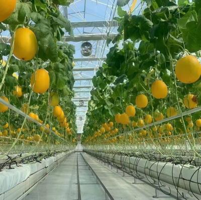 Cina Struttura in acciaio Serra per la produzione di pepe con metodo di coltivazione idroponica in vendita