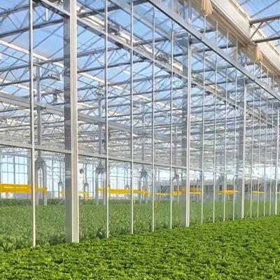 Cina JX-H0068 Serra a tecnologia antidrippo per la personalizzazione di fiori e pomodori offerta in vendita