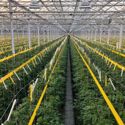 Cina JX-H0068 Serra a tecnologia antidrippo per la personalizzazione di fiori e pomodori offerta in vendita