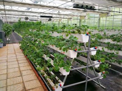 China Juxiang prime s Sistema de Estufas de Ambiente Controlado dentro de Materiais de Construção à venda