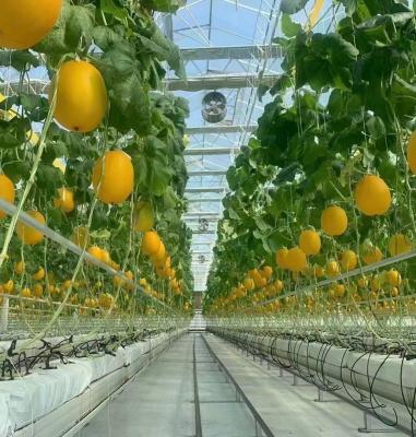 Cina - Fatto serra idroponica con tecnologia anti-gocciolato pieno pagamento coltivazione di verdure in vendita