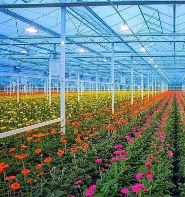 Cina Struttura a doppio arco - serra idroponica realizzata per le esigenze di produzione agricole miste in vendita