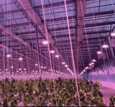 Cina Struttura a doppio arco - serra idroponica realizzata per le esigenze di produzione agricole miste in vendita
