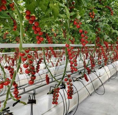 Cina Struttura a doppio arco - serra idroponica realizzata per le esigenze di produzione agricole miste in vendita
