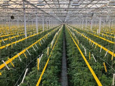 Cina Stati Uniti/Canada Struttura in acciaio Vegetali piantare serra ad arco singolo per la coltivazione idroponica in vendita