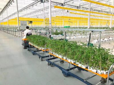 Cina Stati Uniti/Canada Struttura in acciaio Vegetali piantare serra ad arco singolo per la coltivazione idroponica in vendita