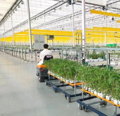 Cina Massimizza il rendimento dei pomodori con la tecnologia anti gocciolate serra e riscaldamento temporaneo in vendita