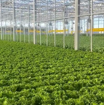 Cina Massimizza il rendimento dei pomodori con la tecnologia anti gocciolate serra e riscaldamento temporaneo in vendita