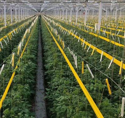 Cina Massimizza il rendimento dei pomodori con la tecnologia anti gocciolate serra e riscaldamento temporaneo in vendita