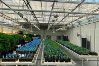 China Double Layer Illuminated Growing Structure for Hydroponic Seedlings in Multi Span for sale