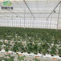 China Continuous Heating Aquaculture Greenhouse for Tomato Hydroponic Growing Solution for sale