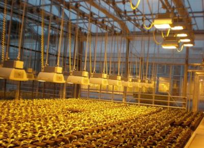 Cina Ritorno di 30 giorni Casa di coltivazione illuminata per piantine Metodo di coltivazione illuminato in vendita
