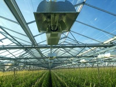 Cina Ritorno di 30 giorni Casa di coltivazione illuminata per piantine Metodo di coltivazione illuminato in vendita