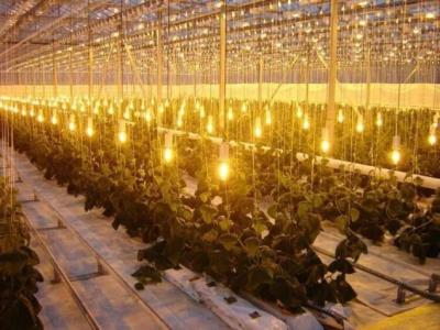 Cina Sistema di coltivazione di pomodori cetrioli lattuga Peso lordo 2000.000kg Richiesta personalizzazione in vendita