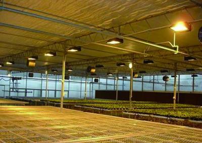 Cina Sistema di coltivazione di pomodori cetrioli lattuga Peso lordo 2000.000kg Richiesta personalizzazione in vendita