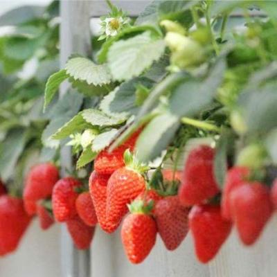 Cina Restituzioni di restituzione Serra multi-span garantita per la coltivazione di pomodori cetrioli lattuga in vendita