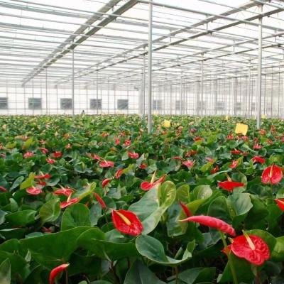 Cina Personalizzazione Struttura in acciaio Origine Vetro Serra Sistema idroponico per fiori in vendita