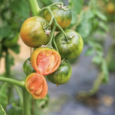 Cina Personalizzazione Struttura in acciaio Origine Vetro Serra Sistema idroponico per fiori in vendita