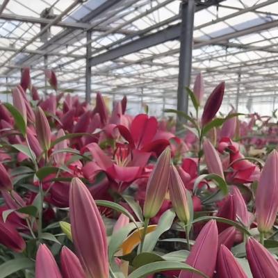 Cina Personalizzazione Struttura in acciaio Origine Vetro Serra Sistema idroponico per fiori in vendita