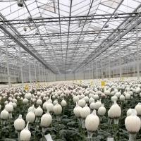China Multi-Span Hydroponics Growing with Good Light Transmission and Customizable Options for sale